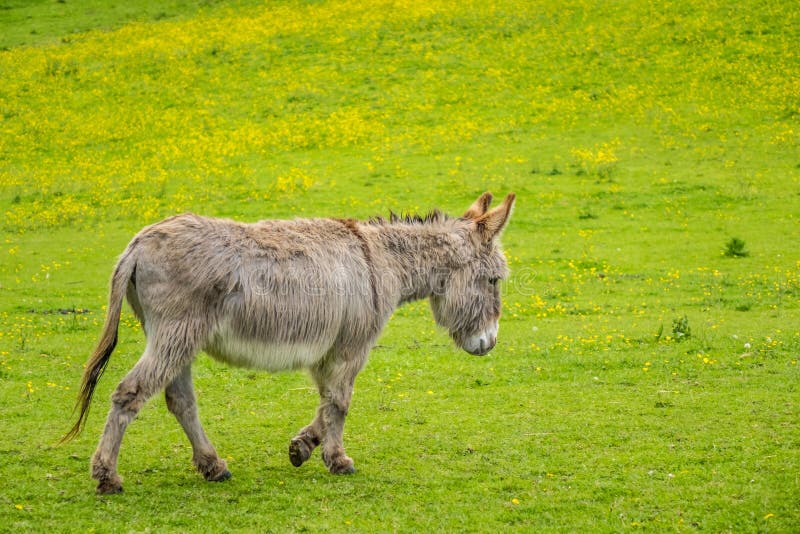 1,050 Burro Peludo Fotos de stock - Fotos libres de regalías de Dreamstime