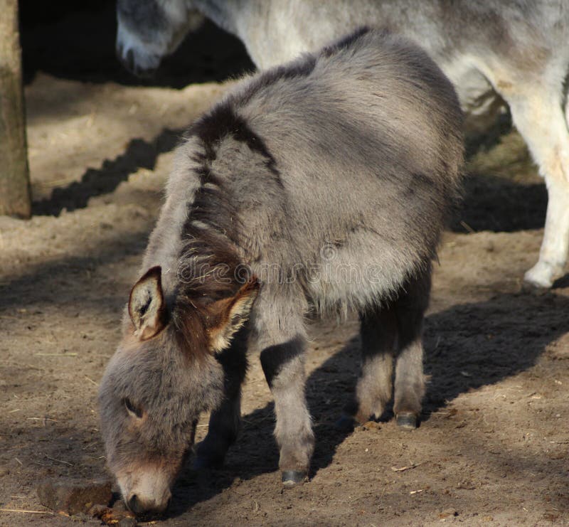 Burro enano imagen de archivo. Imagen de miniatura, picar - 86322039