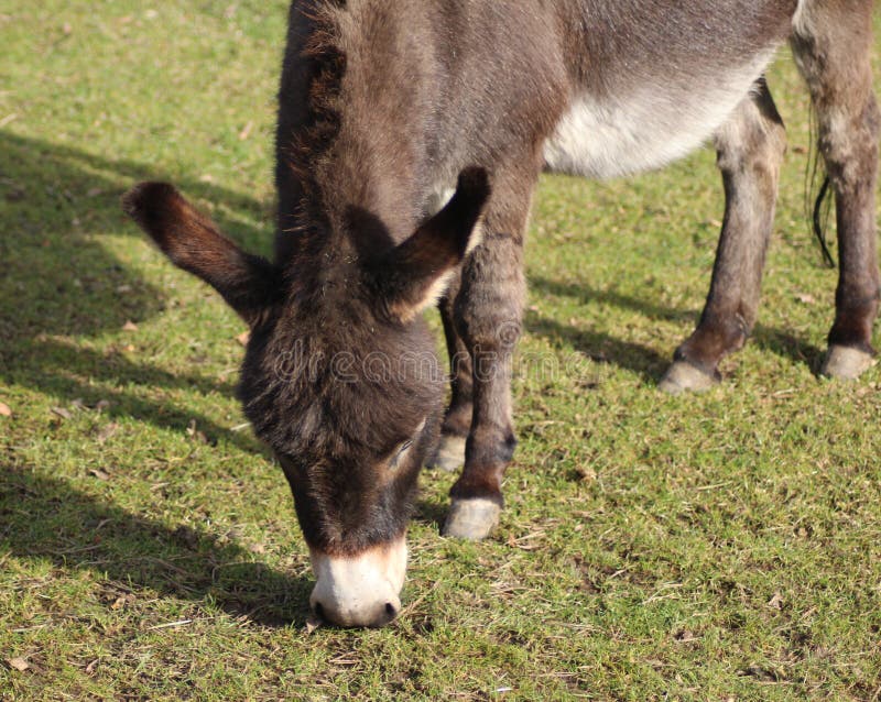 Burro enano dos foto de archivo. Imagen de cierre, amor - 87265688