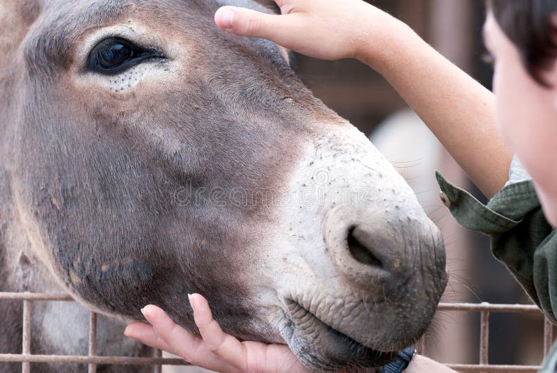 Sonrisa De Un Burro Fotos De Stock - Descarga 232 Fotos Libres de Derechos