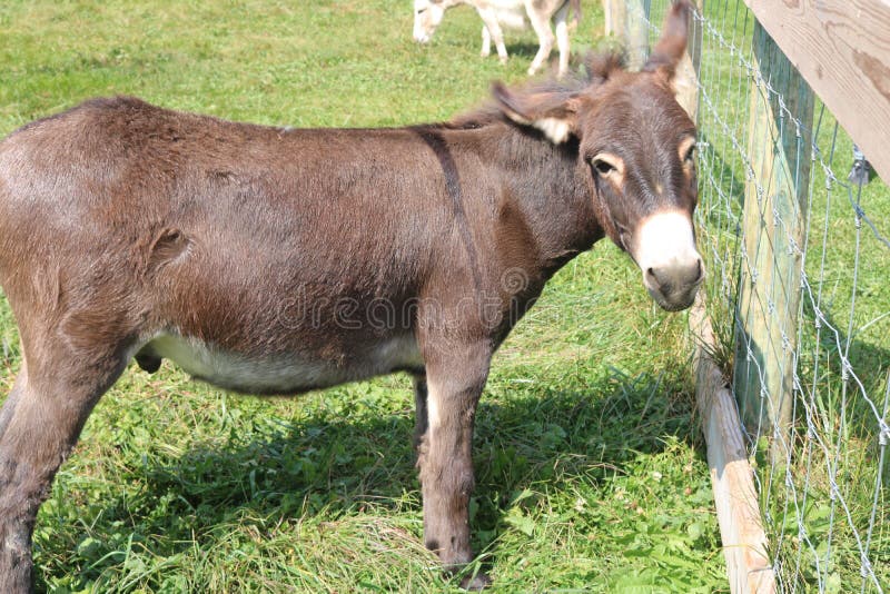 Burro feliz foto de archivo. Imagen de fero, smiling - 57656864