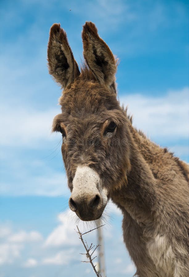 Burro feliz foto de archivo. Imagen de nubes, sonrisa - 57656864