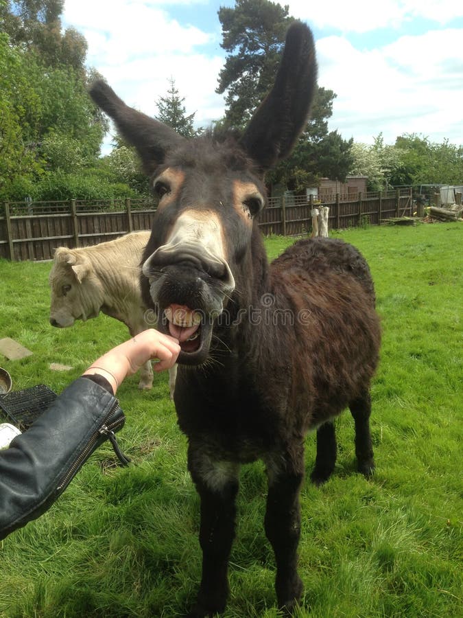 Burro feliz foto de archivo. Imagen de nubes, sonrisa - 57656864