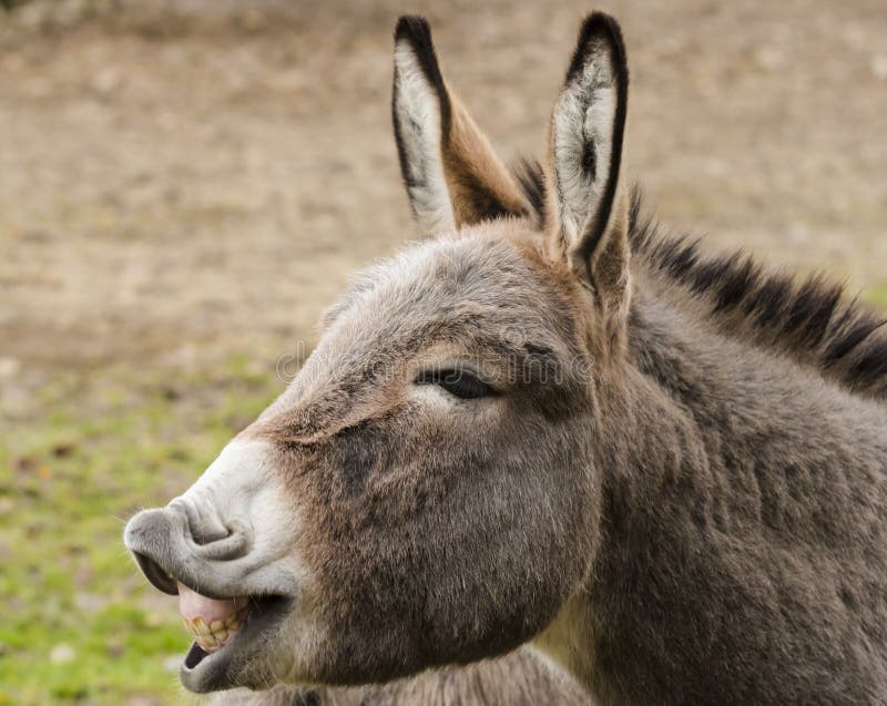Burro feliz foto de archivo. Imagen de nubes, sonrisa - 57656864
