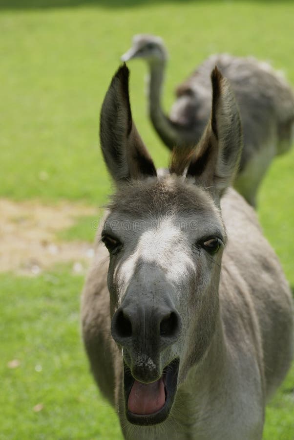 Burro Grande De La Boca. Imagen Imagen: 2865006