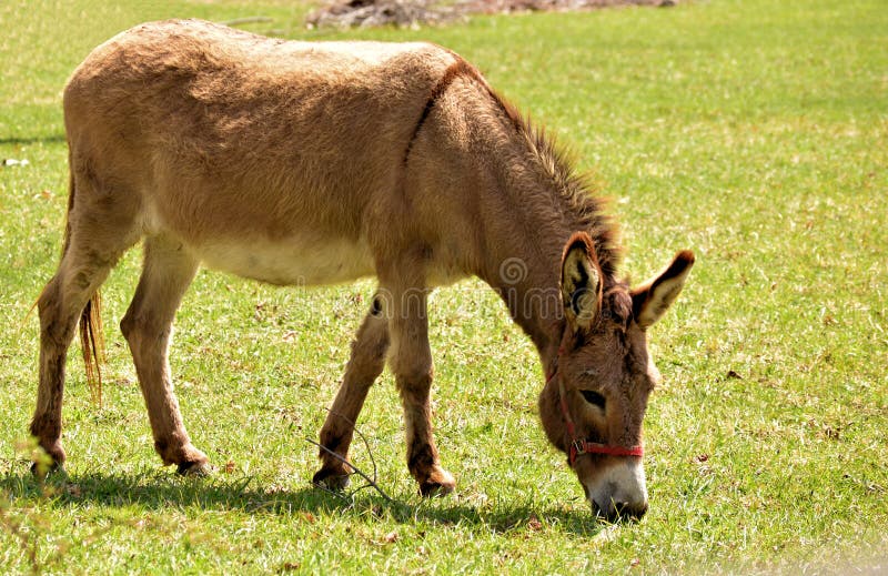Brown Burro in Desert Scrub Brush Stock Photo - Image of livestock ...