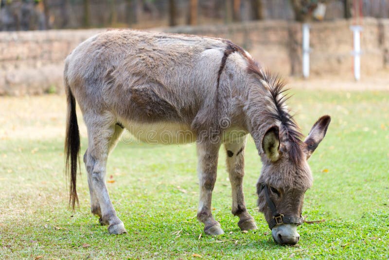 Burro in the fields stock image. Image of colt, donkey - 29724909