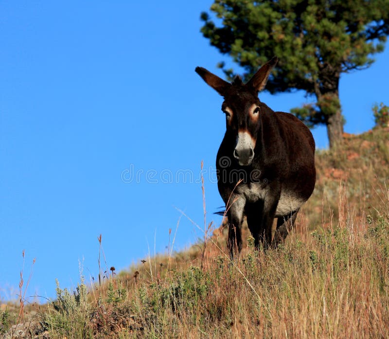 Burro on Hillside Custer State Park Stock Photo - Image of wild ...
