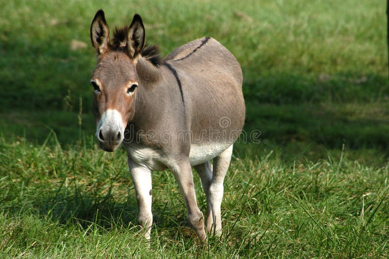 42,120 Burro Enano Fotos de stock - Fotos libres de regalías de Dreamstime