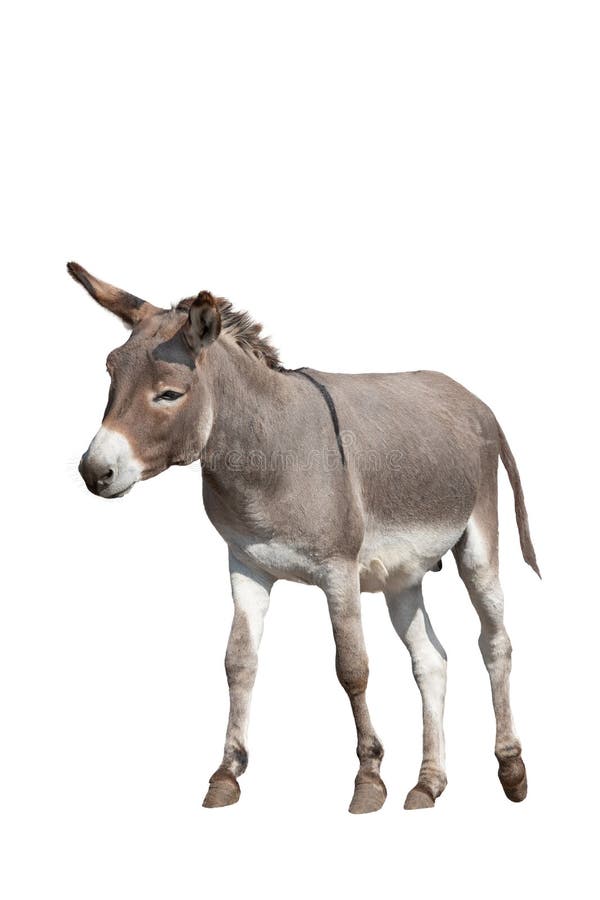 Burro isolado em branco foto de stock. Imagem de escuro - 159601456