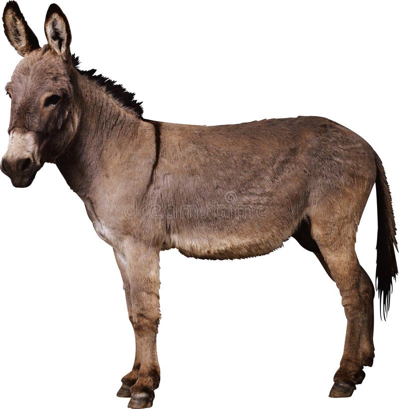 Burro foto de stock. Imagem de isolado, forte, vinda - 194568124