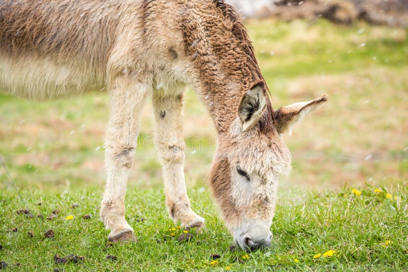 842 Burro Peludo Fotos - Libres de Derechos y Gratuitas de Dreamstime