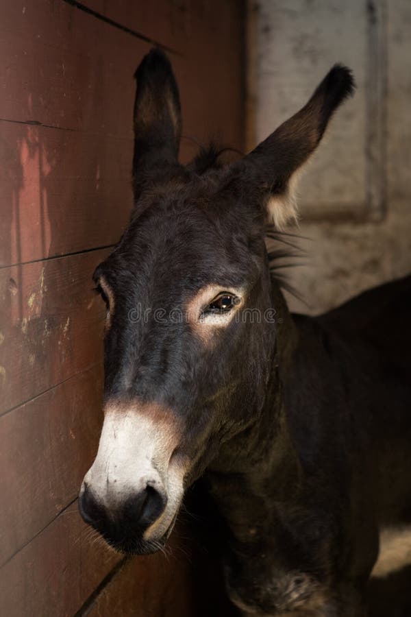 Burro Marrón Hermoso En Una Parada Estable Foto de archivo - Imagen de ...