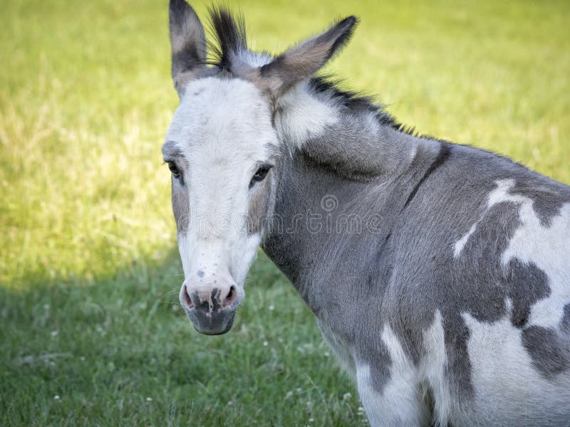 Burro miniatura foto de archivo. Imagen de borroso, frío - 18339516