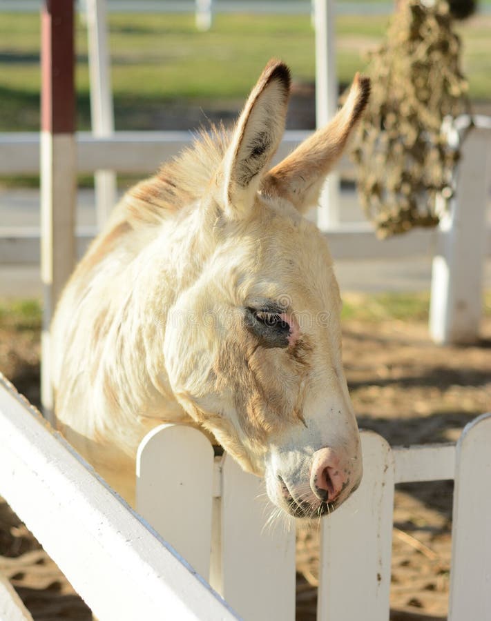 Burro miniatura foto de archivo. Imagen de pista, ganado - 113962140