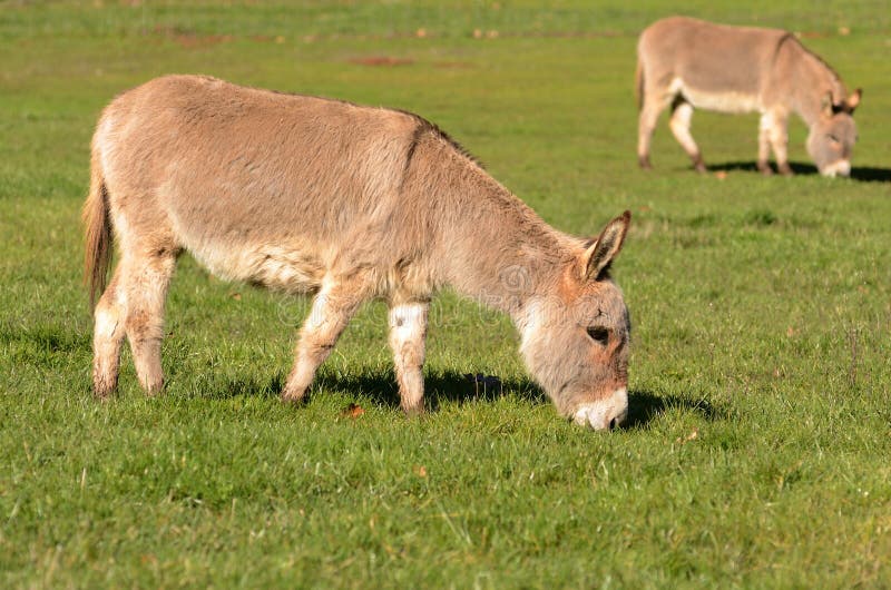 Burro miniatura imagen de archivo. Imagen de cubo, criatura - 20972865