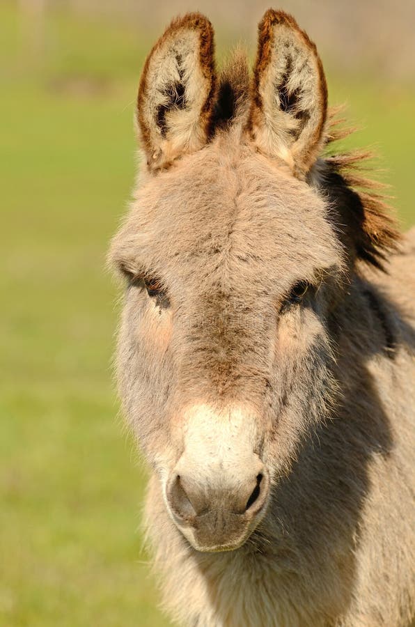 Burro Miniatura Con El Pelo Gris Y Blanco Y Negro Foto de archivo ...