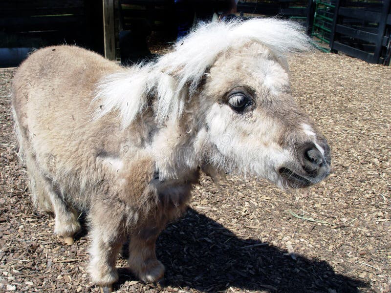 Burro miniatura foto de archivo. Imagen de estable, animales - 672880