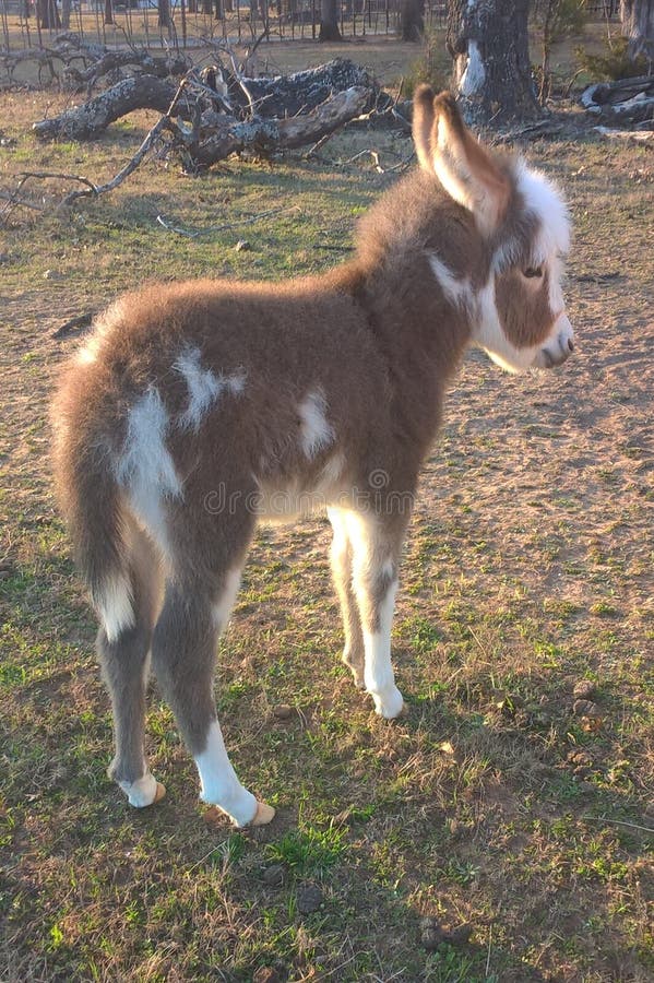 Burro miniatura imagen de archivo. Imagen de burro, bebé - 88793321