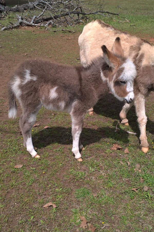 Burros miniatura foto de archivo. Imagen de amor, gato - 88195302