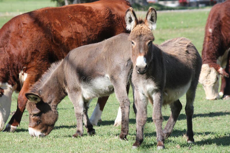 Burro miniatura en corral imagen de archivo. Imagen de granja - 60644815