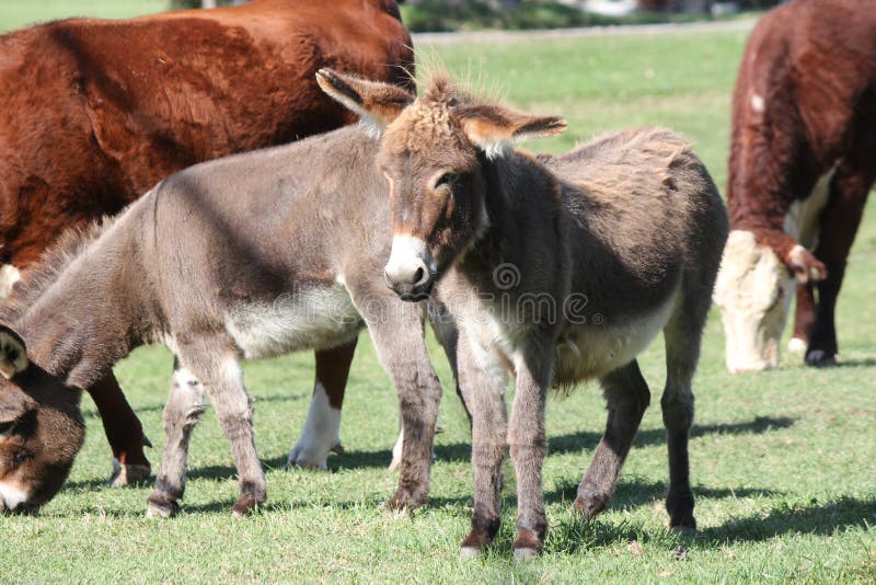 Burro miniatura en corral imagen de archivo. Imagen de rancho - 60644523