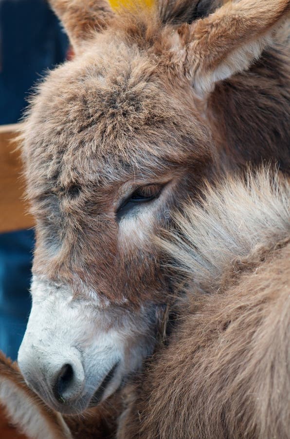 Asno miniatura adorable imagen de archivo. Imagen de animal - 20746091