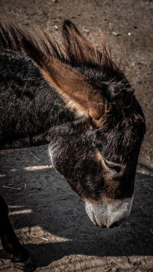 Burro Na Tristeza Triste Retrato Burro De Um Burro Foto de Stock ...