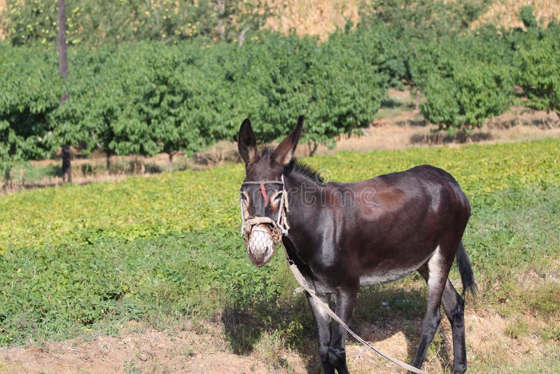 Burro negro imagen de archivo. Imagen de agricultura - 36300509