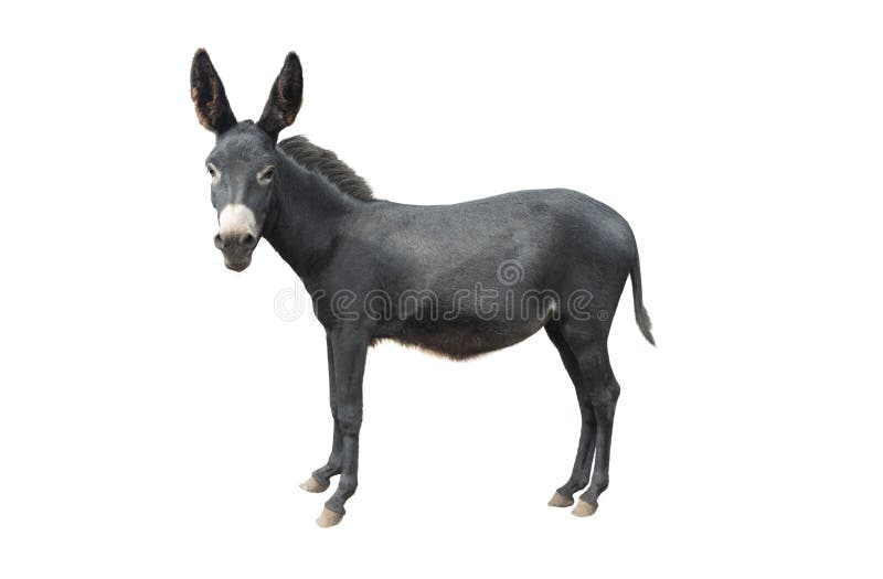 Burro Negro Aislado En Blanco Imagen de archivo - Imagen de granja ...