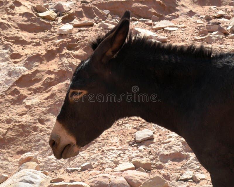 Burro Negro En Un Paisaje Seco Foto de archivo - Imagen de jordania ...