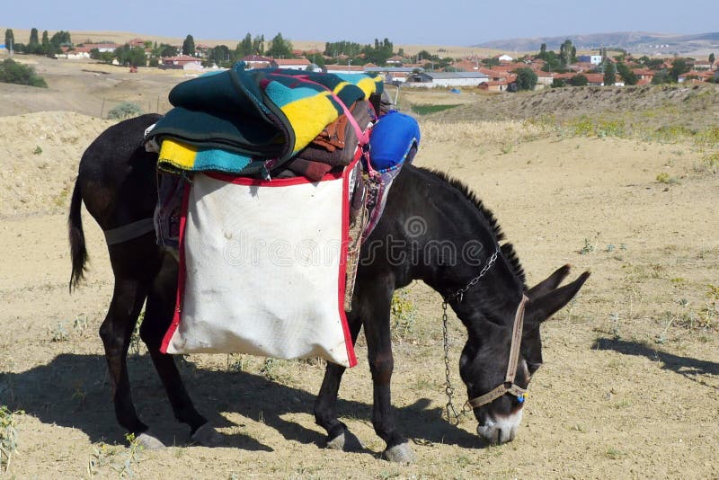 Burro Pastor Con Una Carga De Ovejas Y Burro Con Carga Imagen de ...