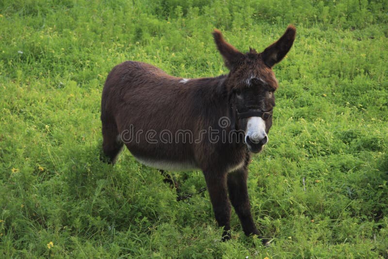 Burro in Pasture stock image. Image of burro, standing - 2272815