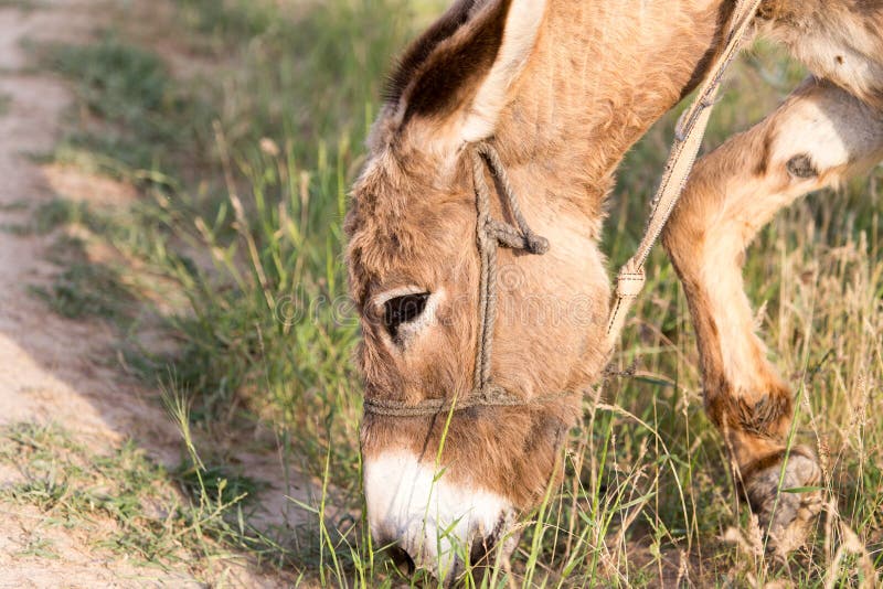 Burro que come la hierba imagen de archivo. Imagen de burro - 96878135