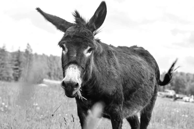 Burro Blanco Y Negro Fotos De Stock - Descarga 1,843 Fotos Libres de ...