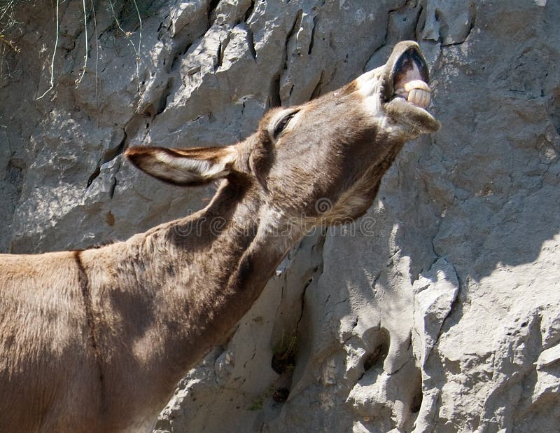 Burro relinchando foto de archivo. Imagen de diente, relinche - 15273692