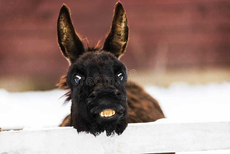 Burro sonriente imagen de archivo. Imagen de cómodo, granja - 2266801