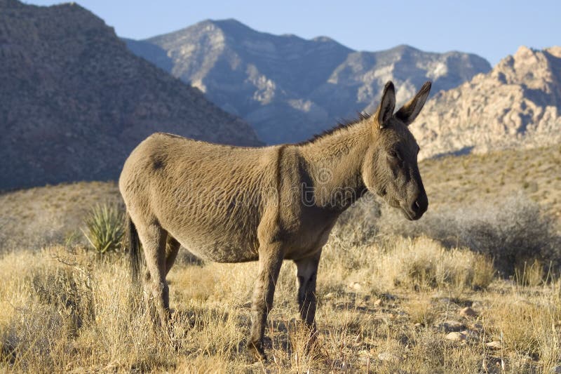 Burro salvaje imagen de archivo. Imagen de prado, salvaje - 2863777