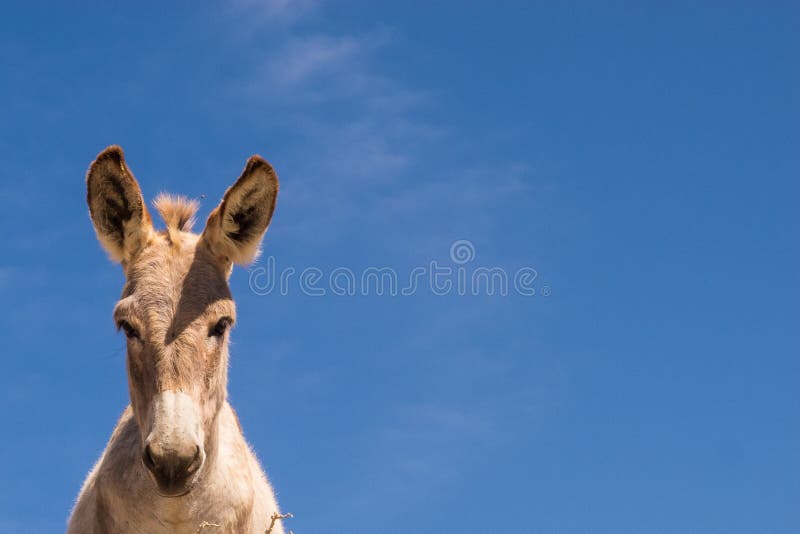 116 Burro De Plata Fotos de stock - Fotos libres de regalías de Dreamstime