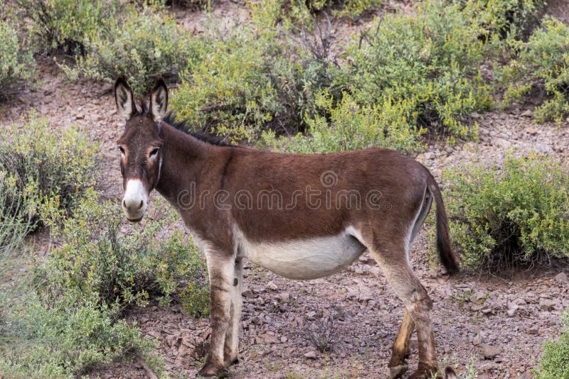 Burro Salvaje En El Desierto Foto de archivo - Imagen de equino, fauna ...