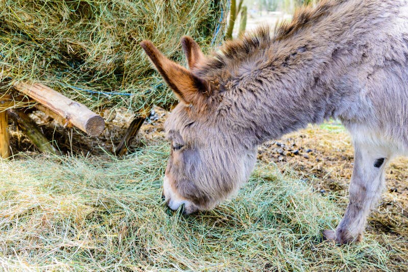 Burro salvaje en el pasto foto de archivo. Imagen de mirando - 90037206