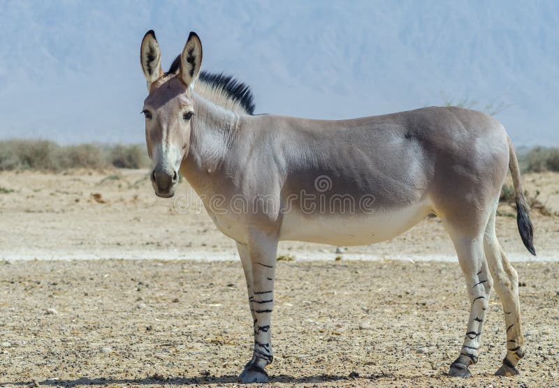 Burro Salvaje Somalí (africanus Del Equus) Foto de archivo - Imagen de ...