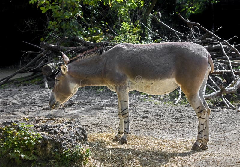Burro selvagem africano foto de stock. Imagem de africano - 48037964