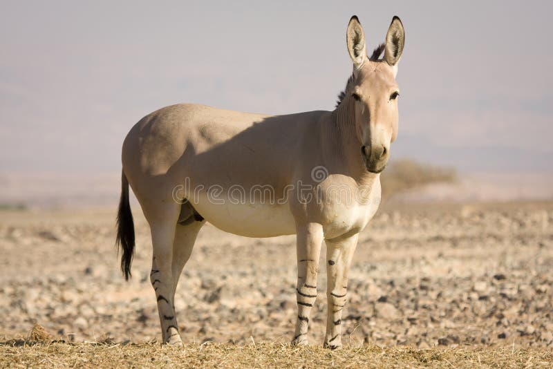 Burro Selvagem Africano No Deserto Imagem de Stock - Imagem de listra ...