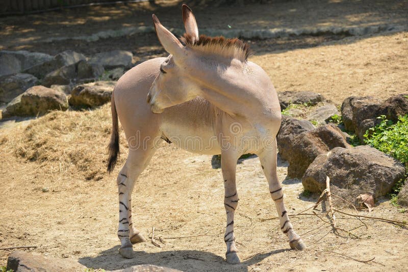 Burro Selvagem Africano Ou Asno Selvagem Africano Imagem de Stock ...