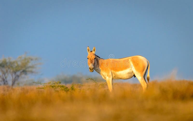 Burro Selvagem Com Fundo Bonito Imagem de Stock - Imagem de ereto ...