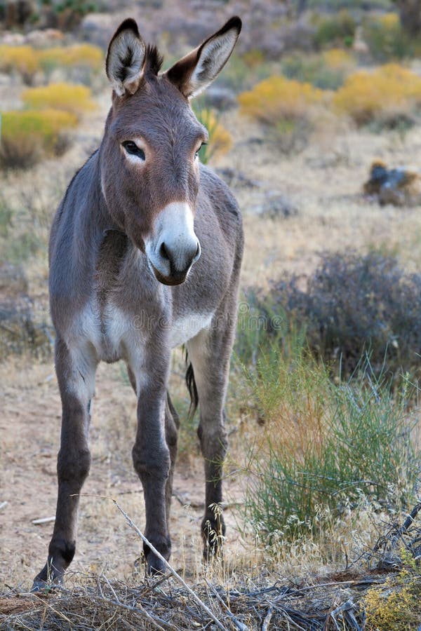 Burro Selvagem No Deserto De Nevada, EUA Foto de Stock - Imagem de ...