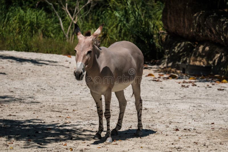 O Burro Selvagem Somaliano - Equus Africanus Somaliensis - Caminhadas A ...