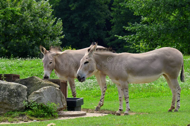Burro selvagem somaliano imagem de stock. Imagem de selvagem - 26302189