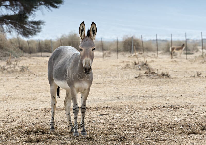 O Burro Selvagem Africano (africanus) Do Equus, Israel Foto de Stock ...